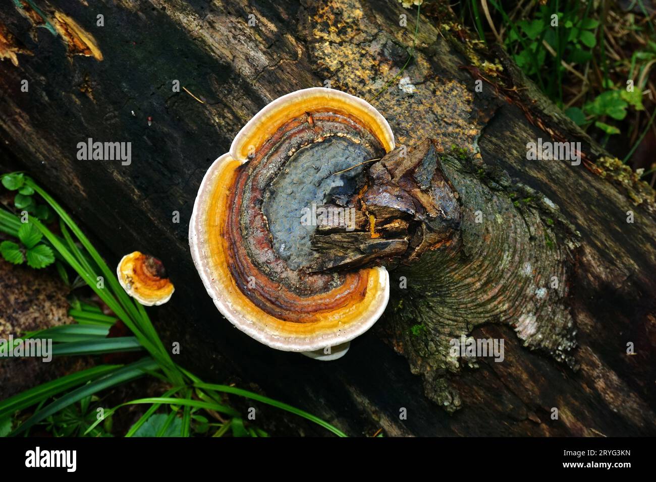 Red band fungus; red-banded polypore; red-belted bracket; red-rimmed ... Red band fungus; red-banded polypore; red-belted bracket; red-rimmed ...