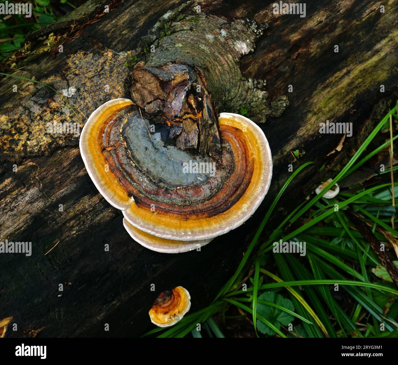 Banded bracket fungus hi-res stock photography and images - Alamy