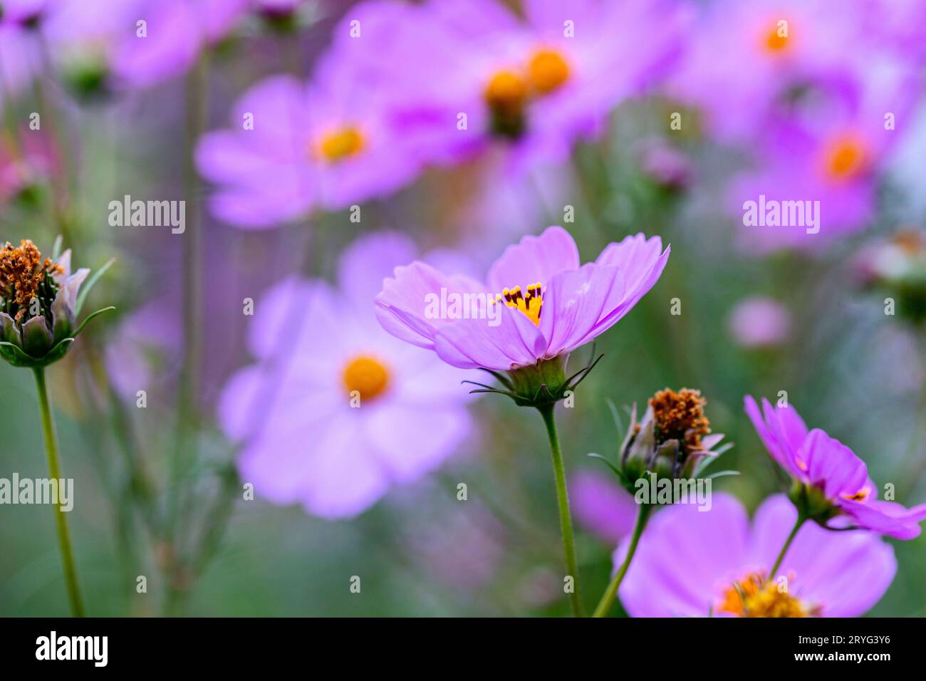 Seed box hi-res stock photography and images - Alamy