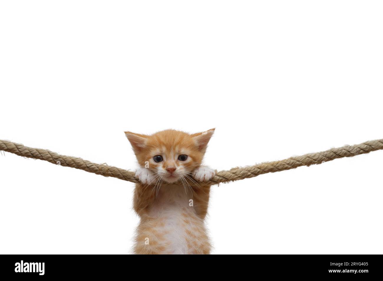 Ginger kitten hung Stock Photo - Alamy