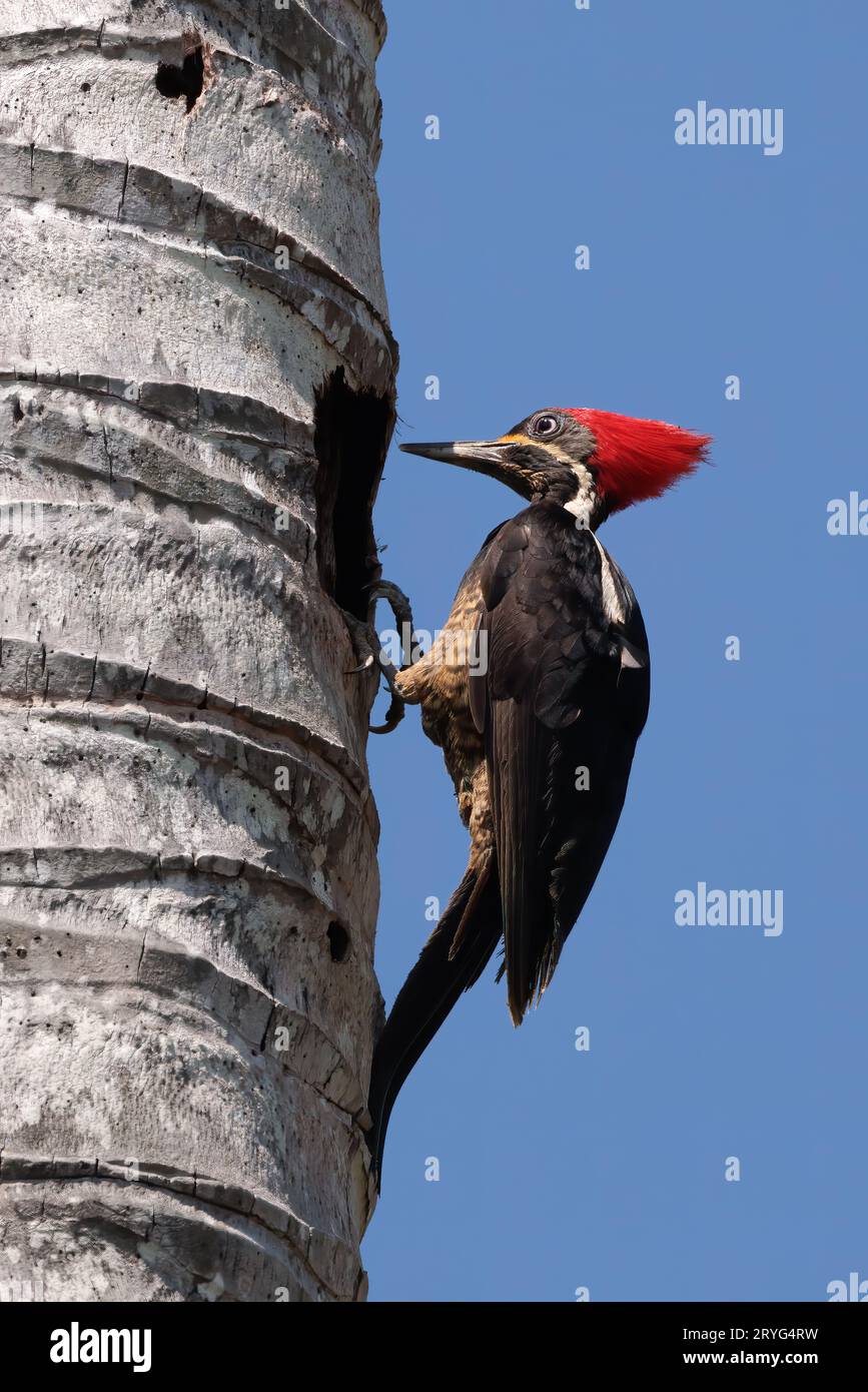 Male Lineated woodpecker nesting in Playa Blanca near Puerto Jimenez ...