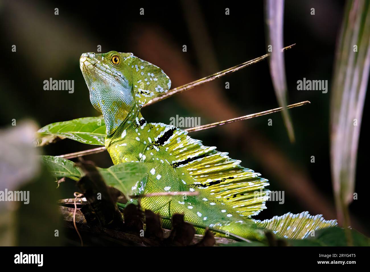 Common basilisk a.k.a Jesus-Christ lizard resting in Tortuguero, Costa ...