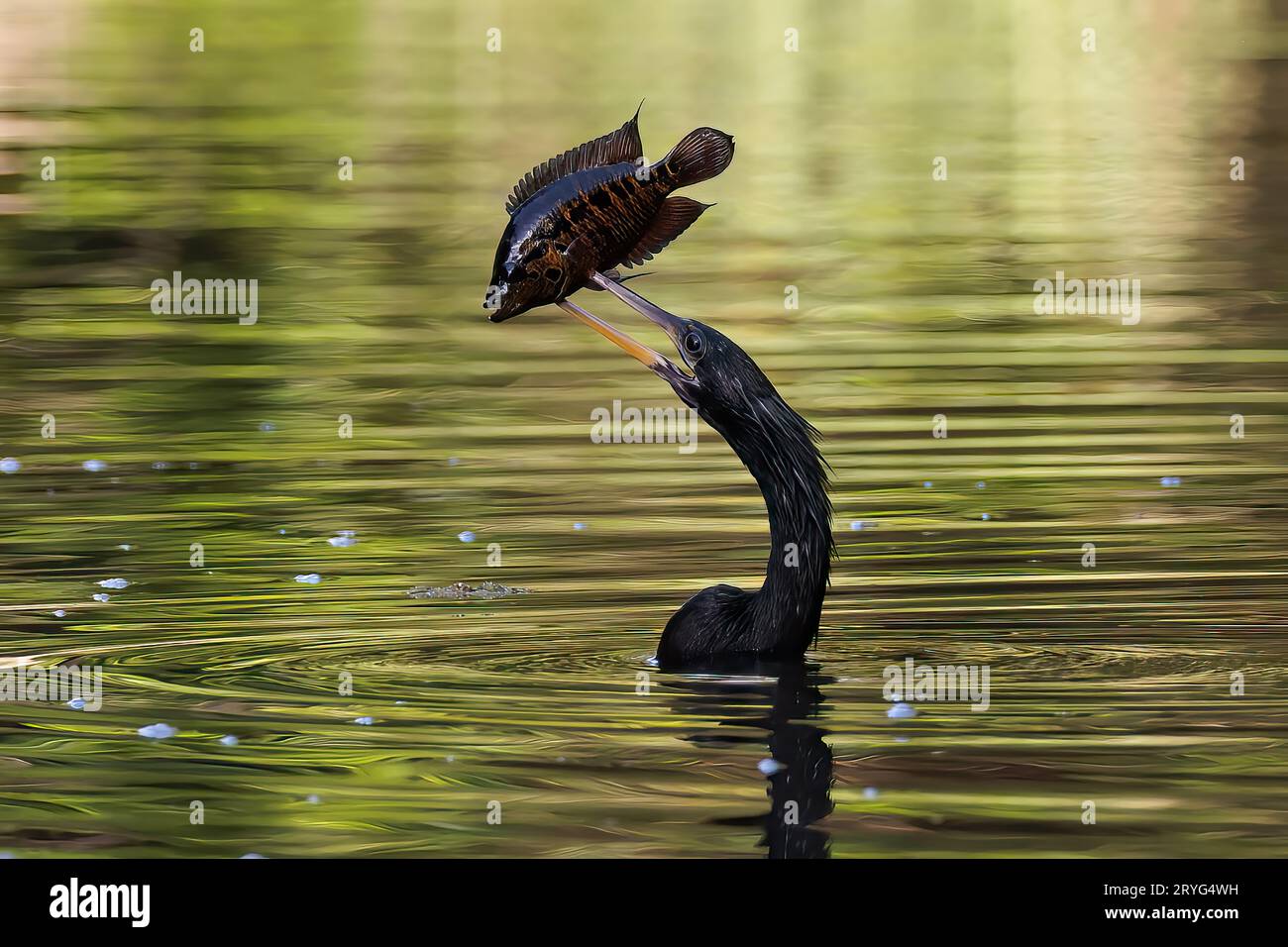 Black anhinga hi-res stock photography and images - Alamy