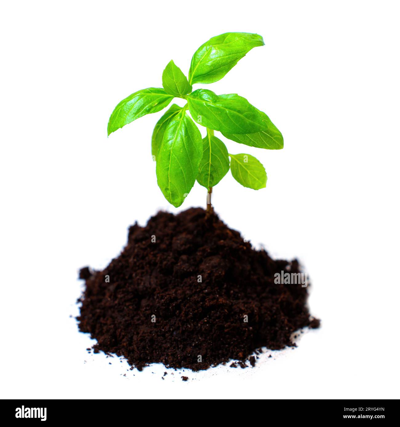 Thrives Cut Out Stock Images & Pictures - Alamy