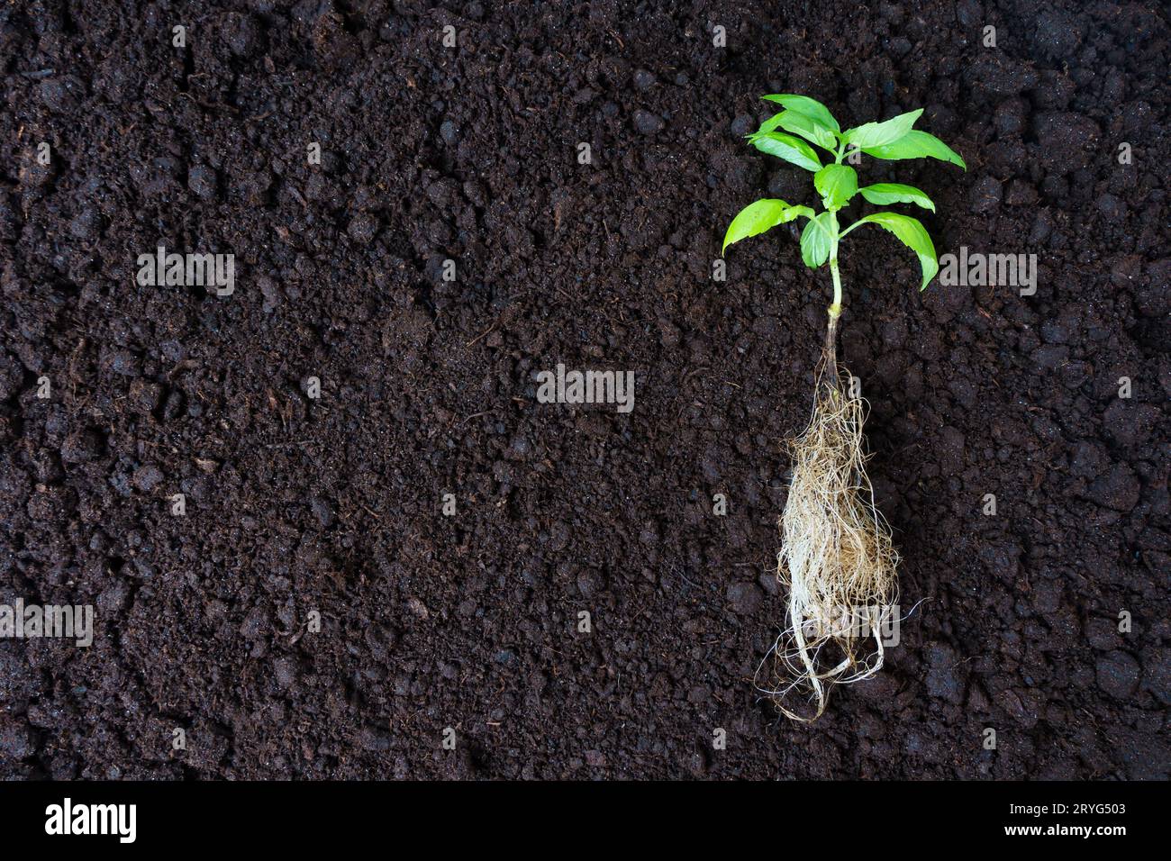 Top view of a young basil sprout with dense root system placed on ...