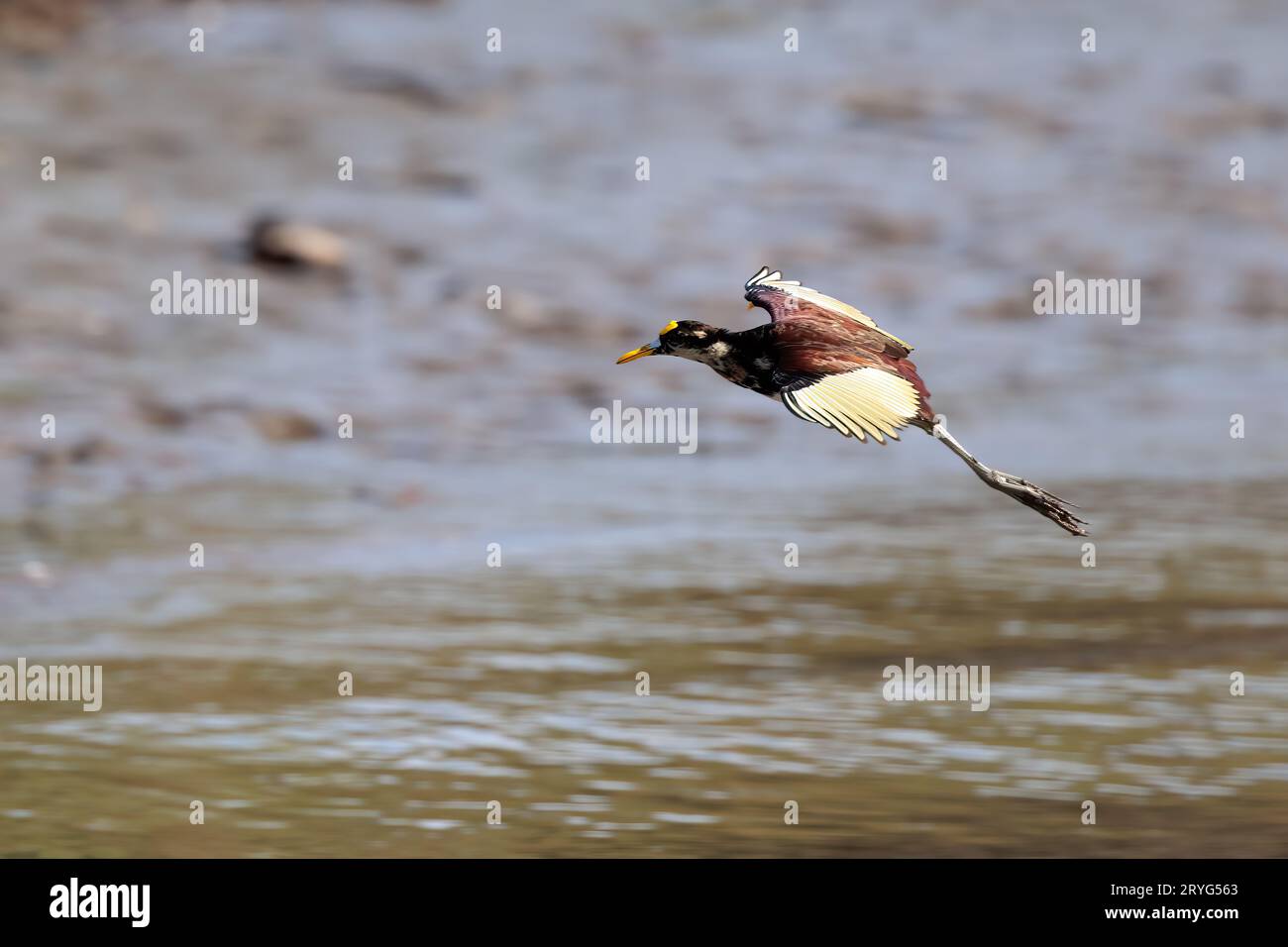 Northern jacana flying over Tortuguero national park, Costa Rica Stock ...