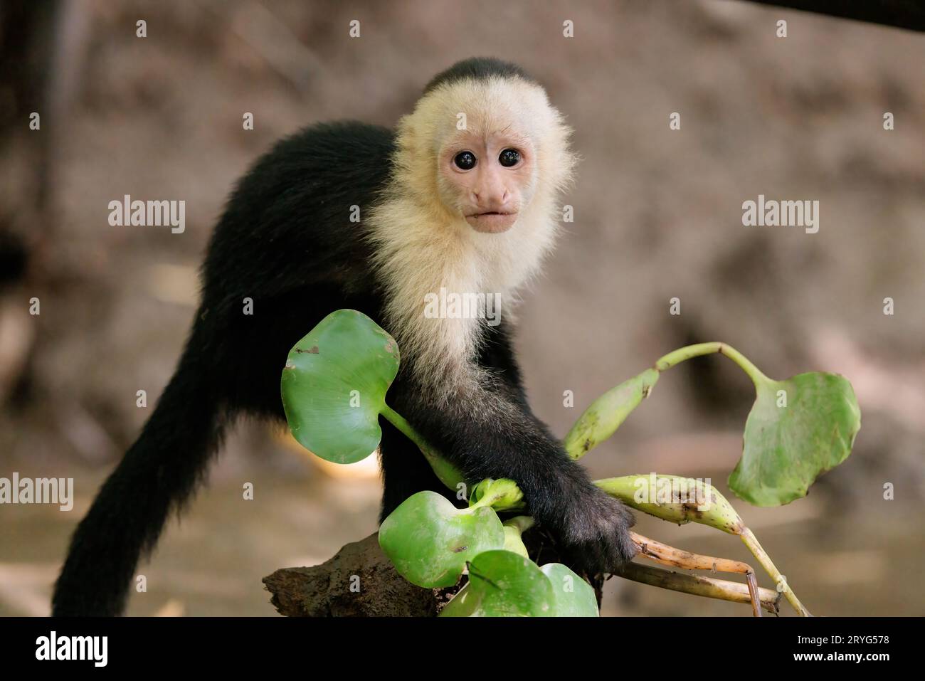 White-faced capuchin - White headed capuchin along Sierpe river, Costa ...