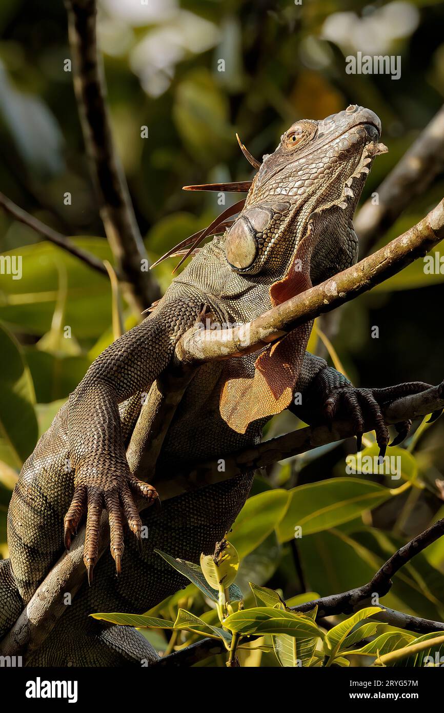 Common green iguana resting on a tree in Tortuguero national park ...