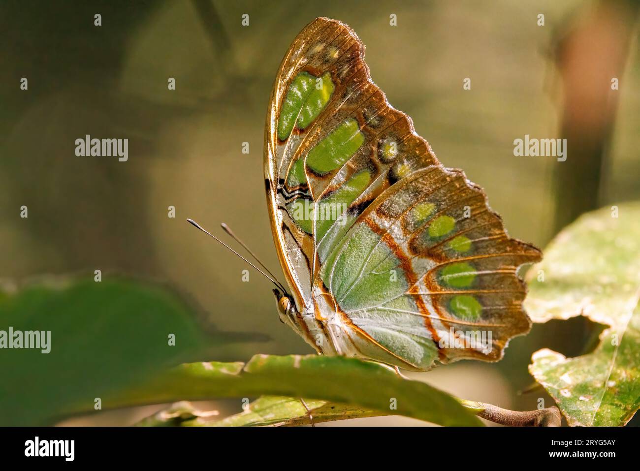 Malachite butterfly close-up in Curi cancha reserve park, Costa Rica ...