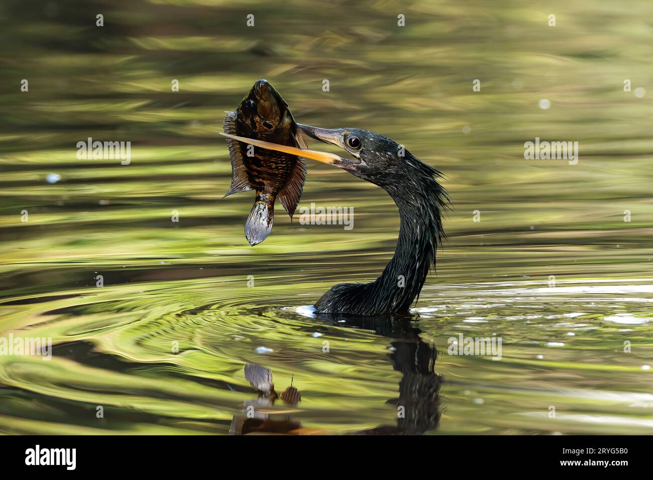 Anhinga fishing in Tortuguero river, Costa Rica Stock Photo - Alamy