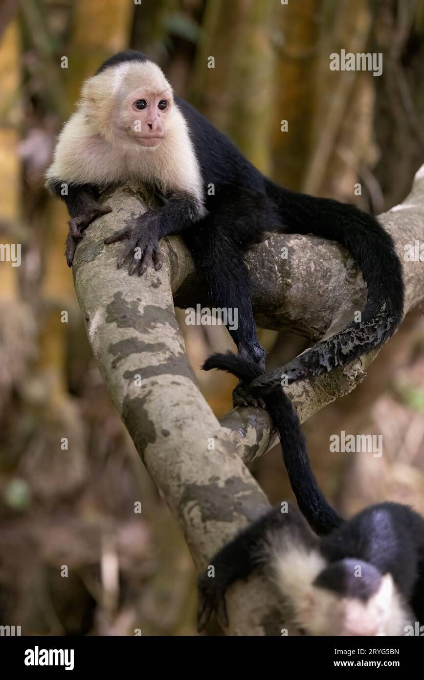 White-faced capuchin - White headed capuchin along Sierpe river, Costa ...