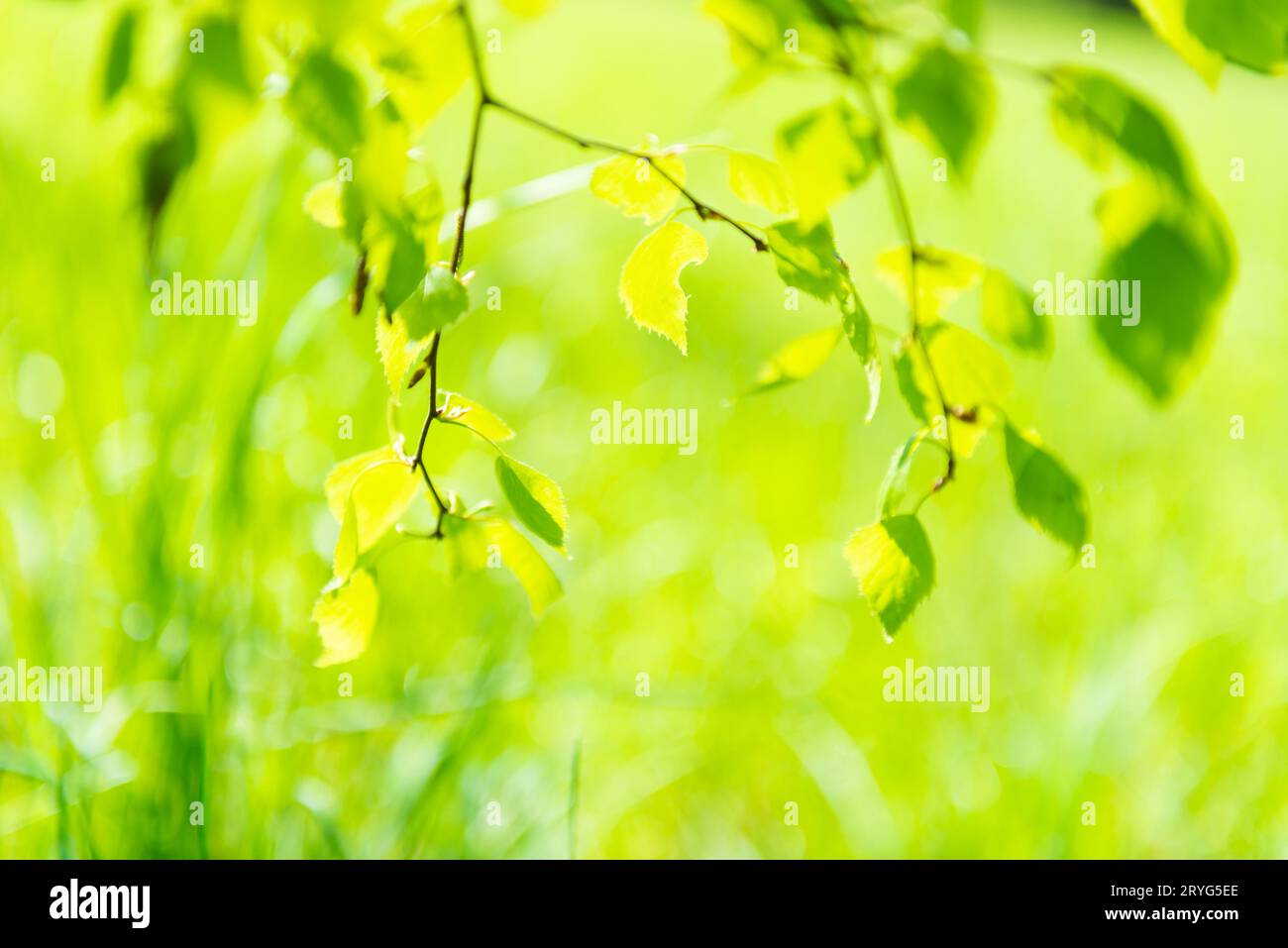 Soft leaf grass hi-res stock photography and images - Alamy