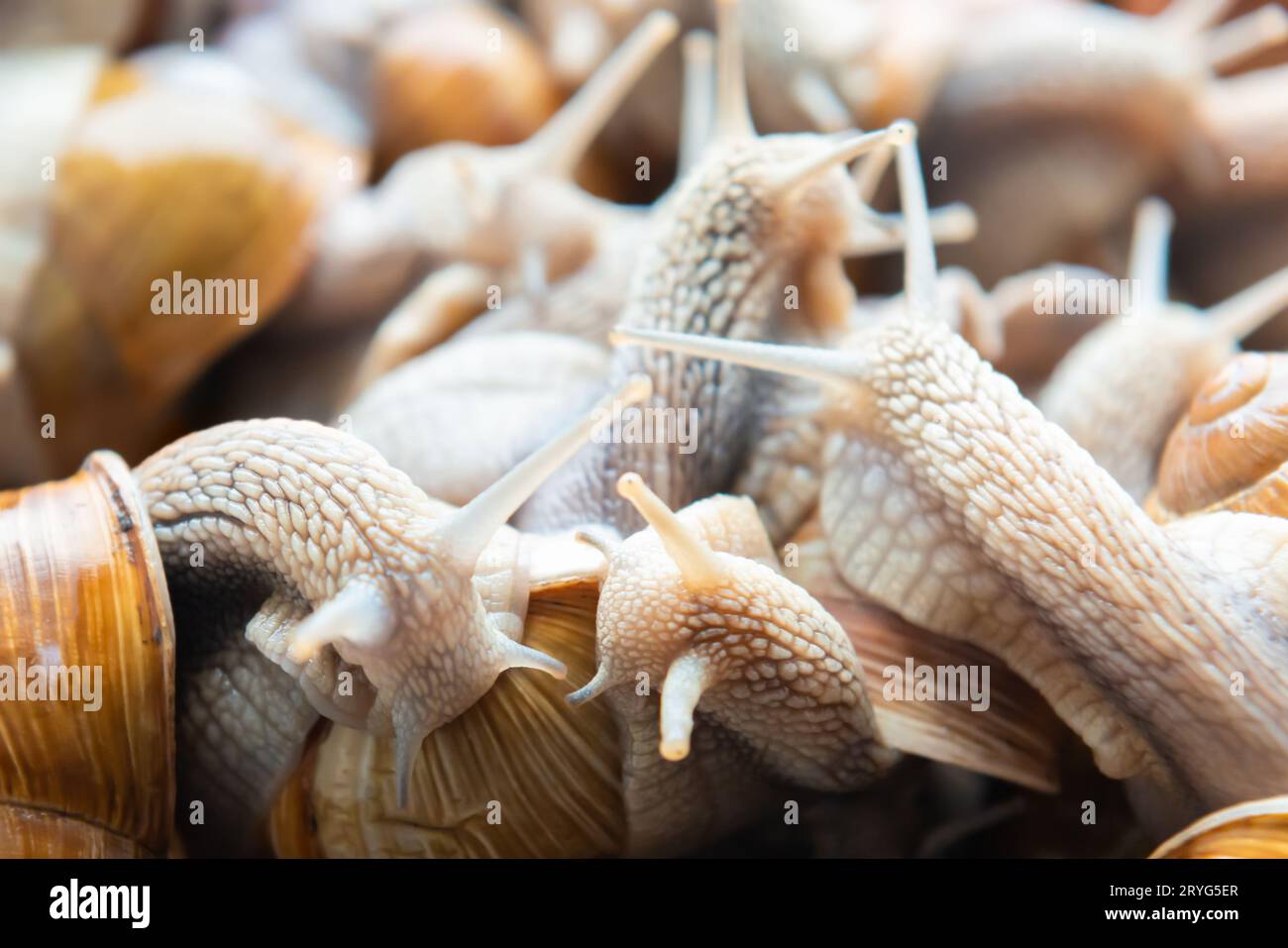 Snail farming hi-res stock photography and images - Alamy