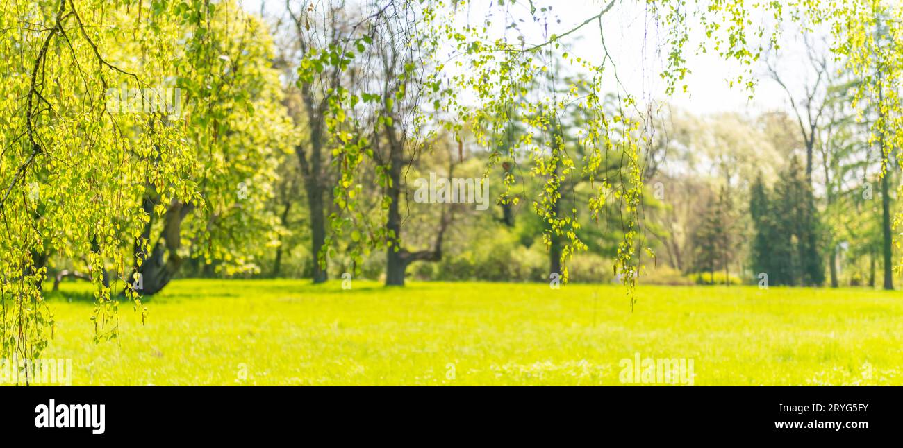 Spring green trees hi-res stock photography and images - Alamy