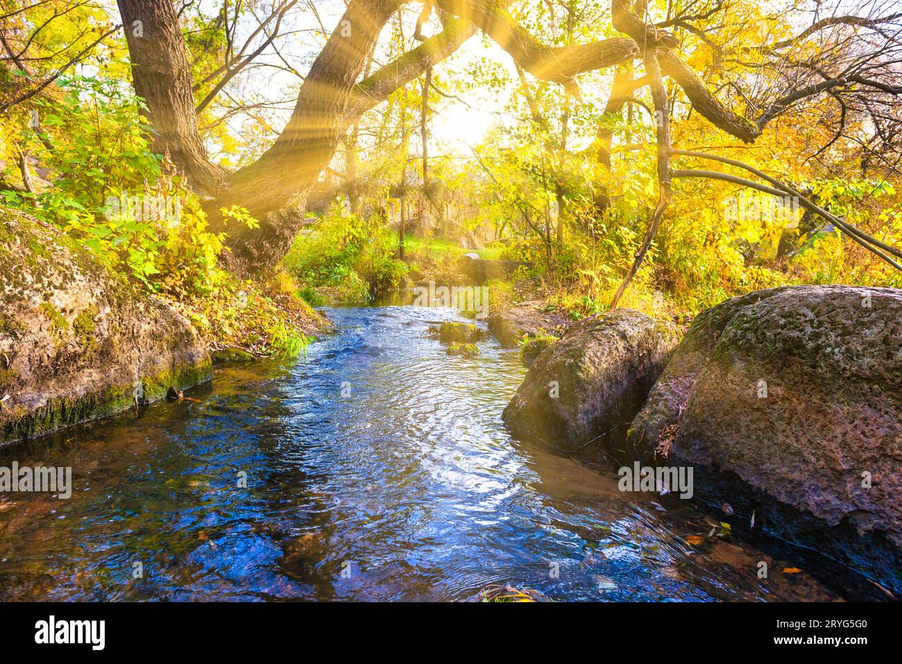 Sun rays river forest hi-res stock photography and images - Alamy