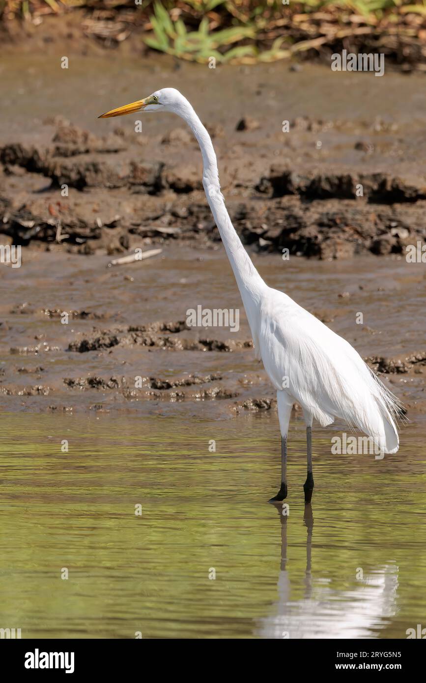 Great Egret walking in Tortuguero national park, Costa Rica Stock Photo ...