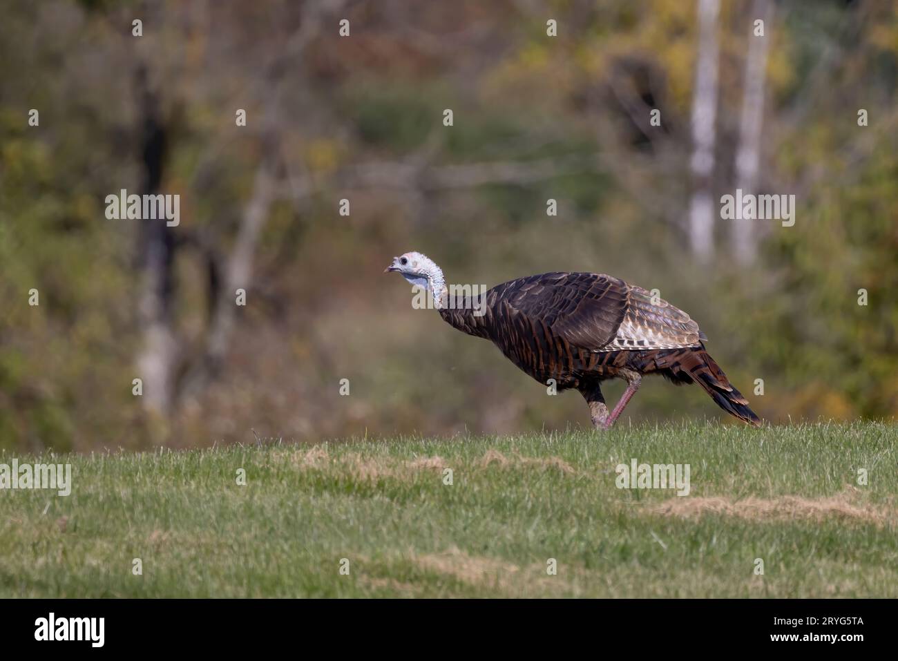 The wild turkey (Meleagris gallopavo Stock Photo - Alamy