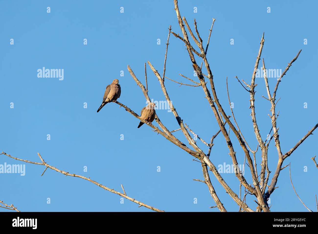 The mourning dove (Zenaida macroura Stock Photo - Alamy