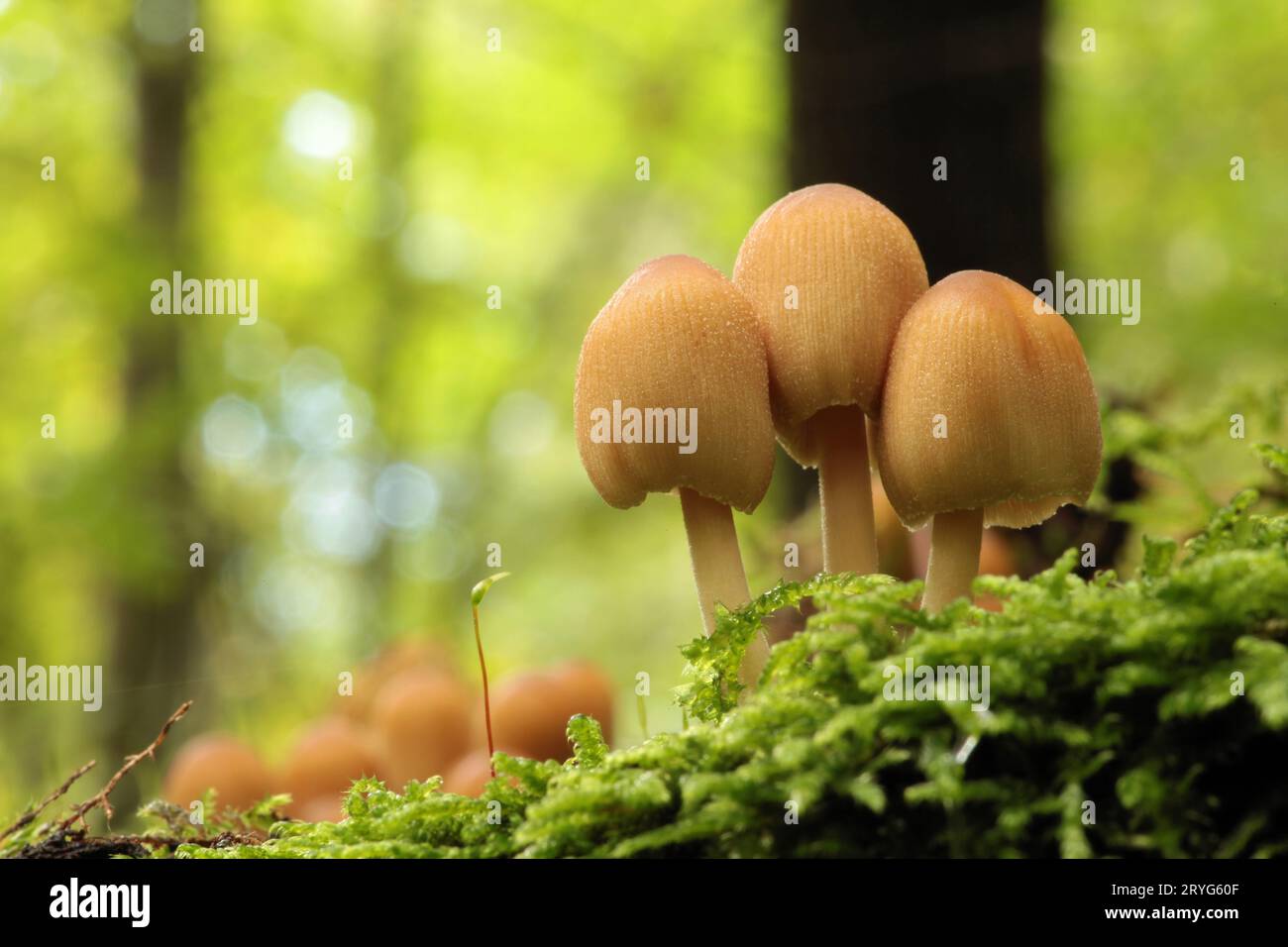Mushrooms texture hi-res stock photography and images - Alamy