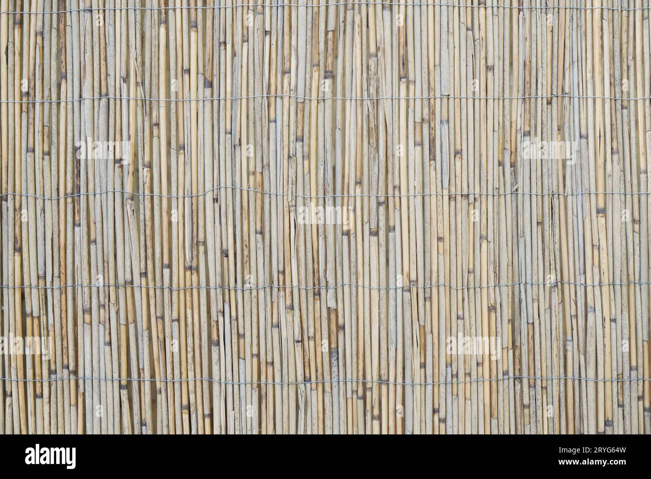 reed screen or bamboo garden fence background Stock Photo - Alamy