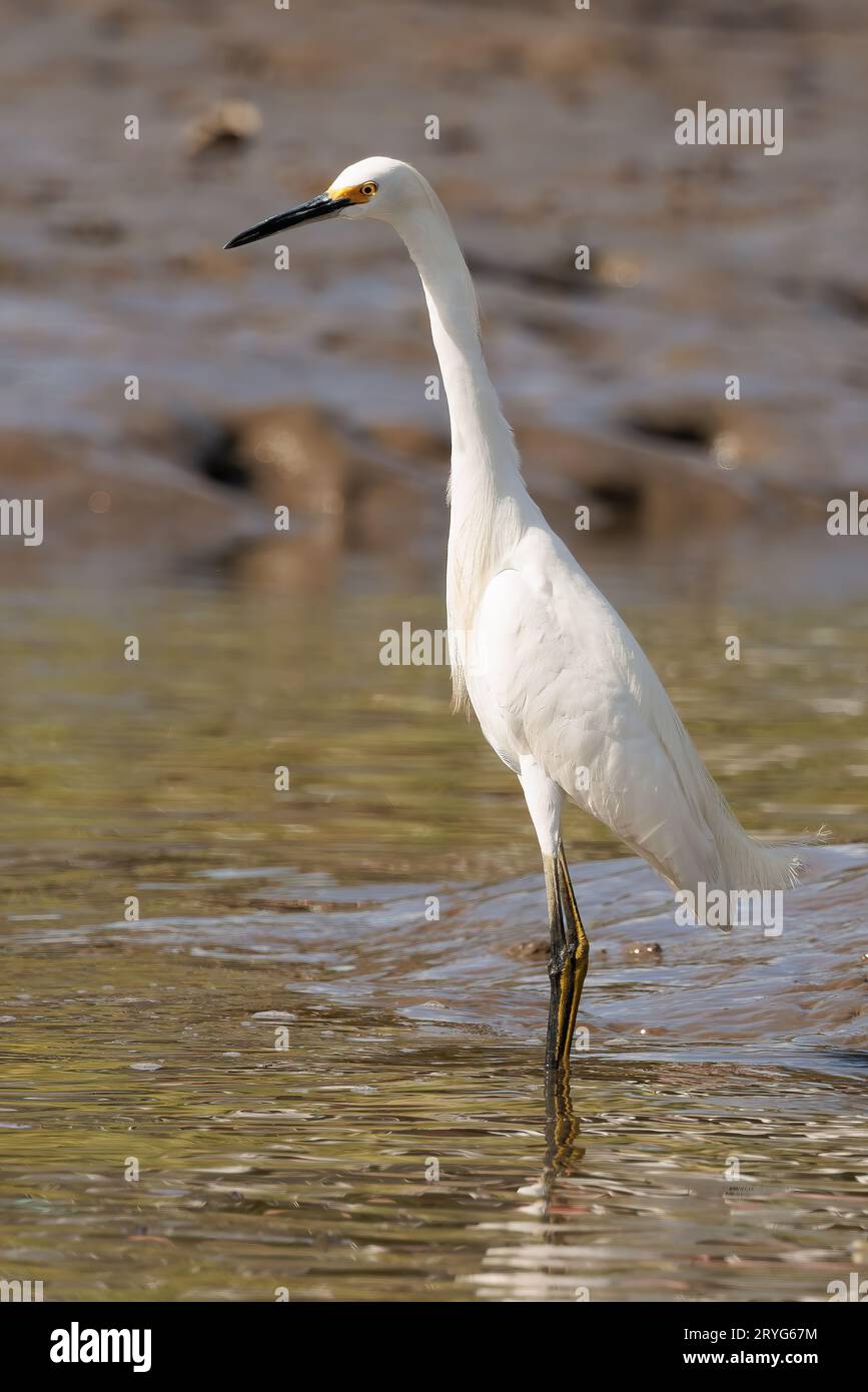Great Egret walking in Tortuguero national park, Costa Rica Stock Photo ...