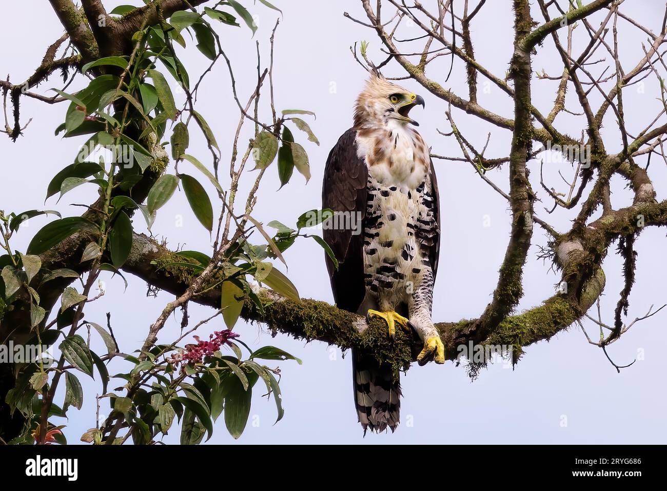 Juvenile ornate hawk-eagle perched in Tenorio national park, Costa Rica ...