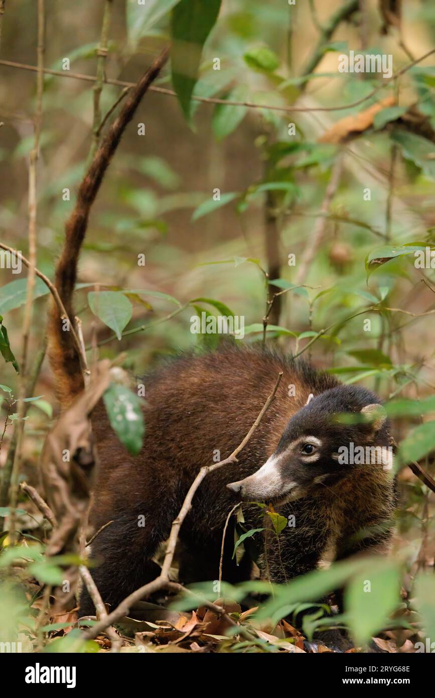 Coati rainforest hi-res stock photography and images - Alamy