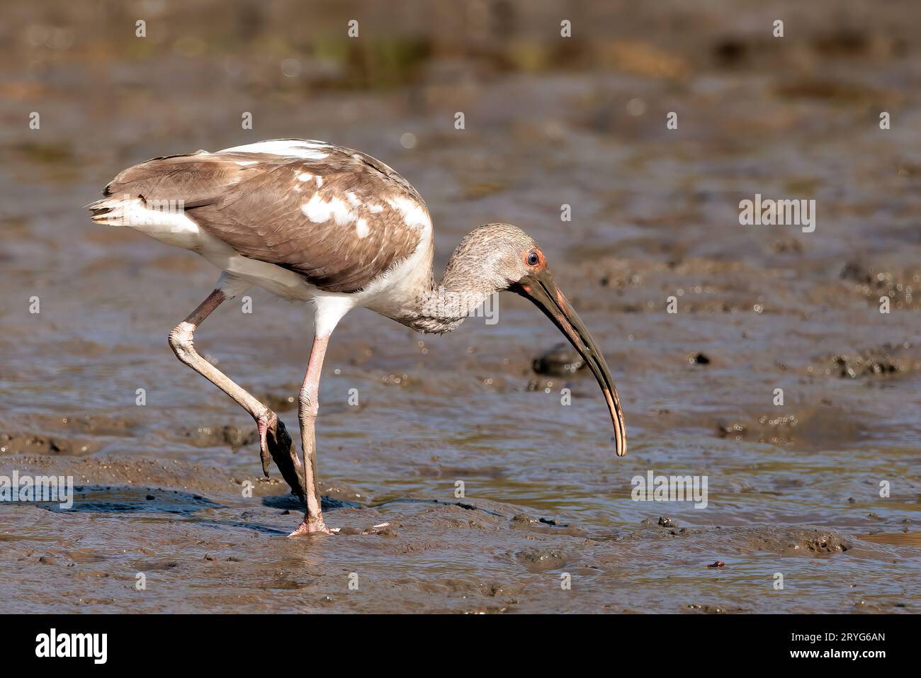 Juvenile American white ibis walking in Tortuguero national park, Costa ...