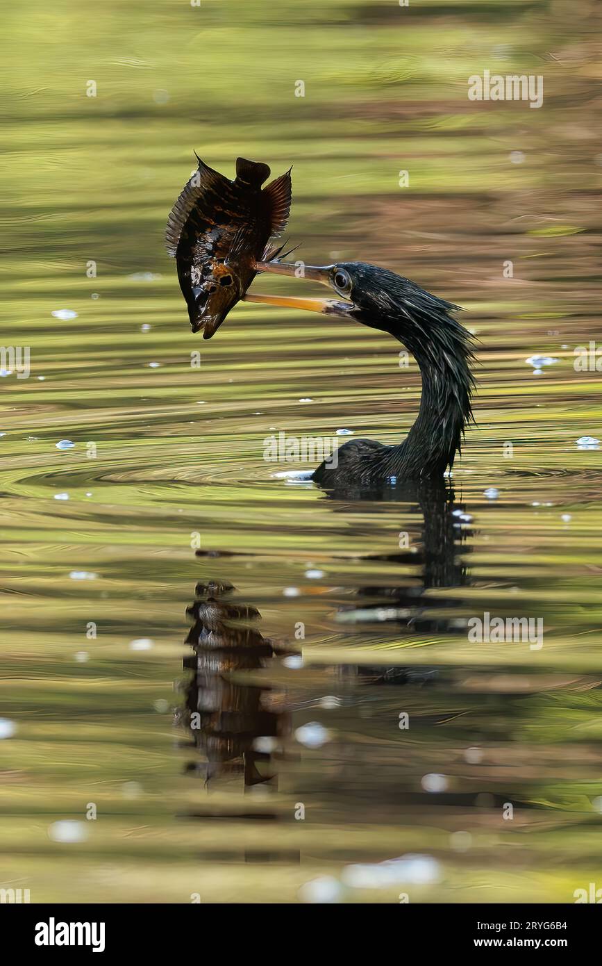 Anhinga fishing in Tortuguero river, Costa Rica Stock Photo - Alamy