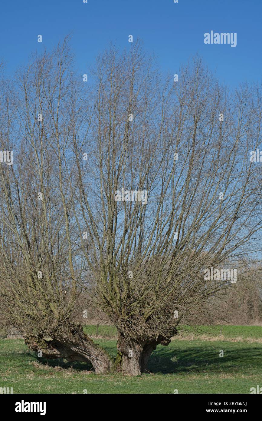Pollard Willow --Salix-- ,Rhineland,Germany Stock Photo - Alamy