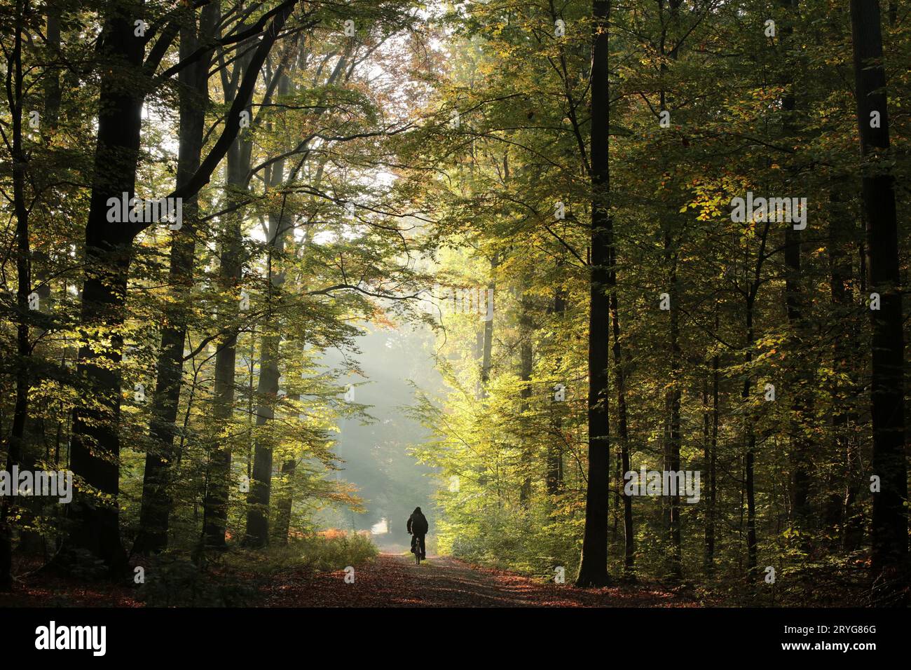 Forest path at sunrise Stock Photo - Alamy
