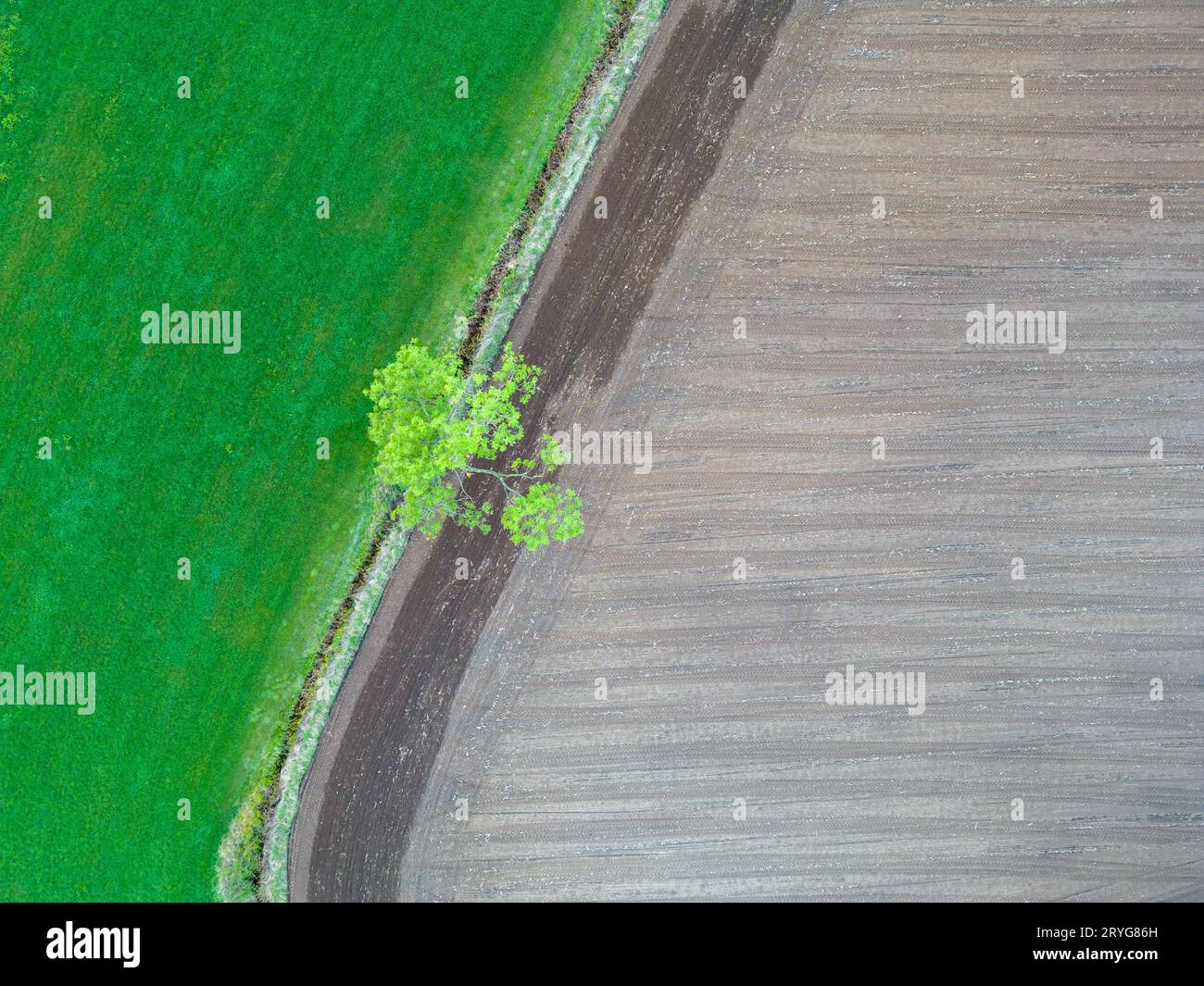 Drone photo of a fresh bright green wheat field separated from a ...