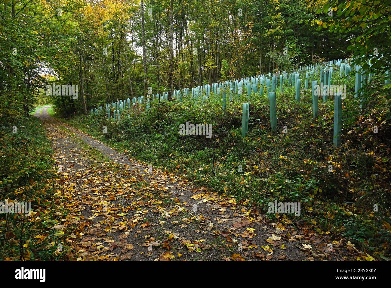 After reforestation hi-res stock photography and images - Alamy