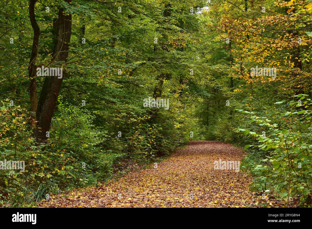 Autumn forest; swabian alps, germany Stock Photo - Alamy