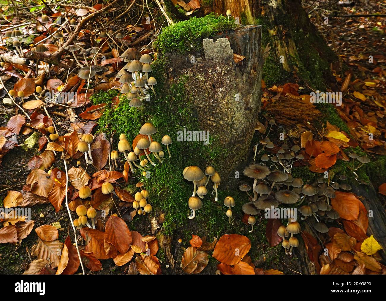 Bonnet on a tree stump Stock Photo - Alamy