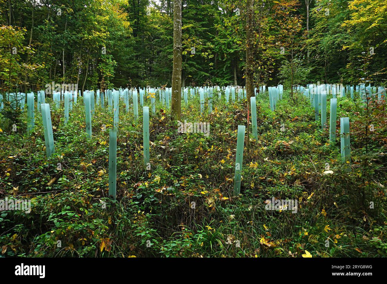 After reforestation hi-res stock photography and images - Alamy