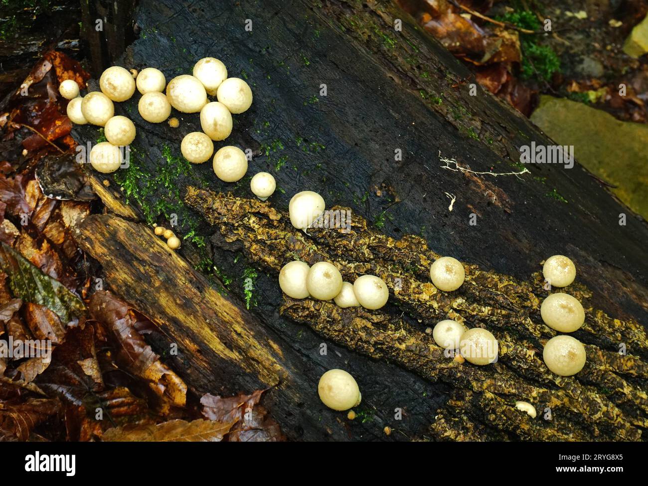 Pear puffball; pear-shaped puffball; stump puffball Stock Photo - Alamy