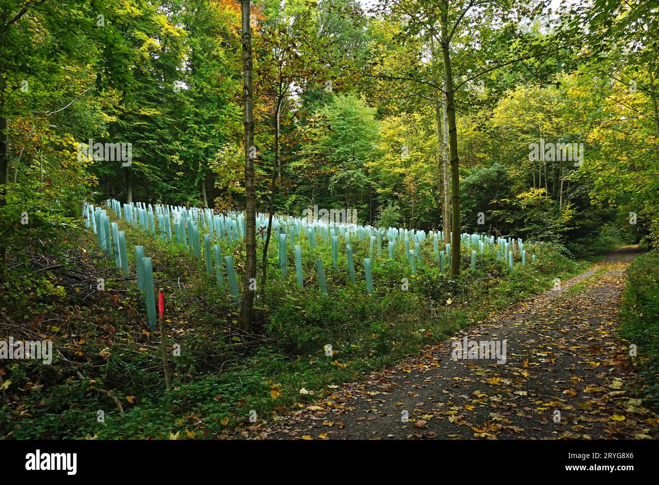 Forestry; reforestation after tree felling Stock Photo - Alamy
