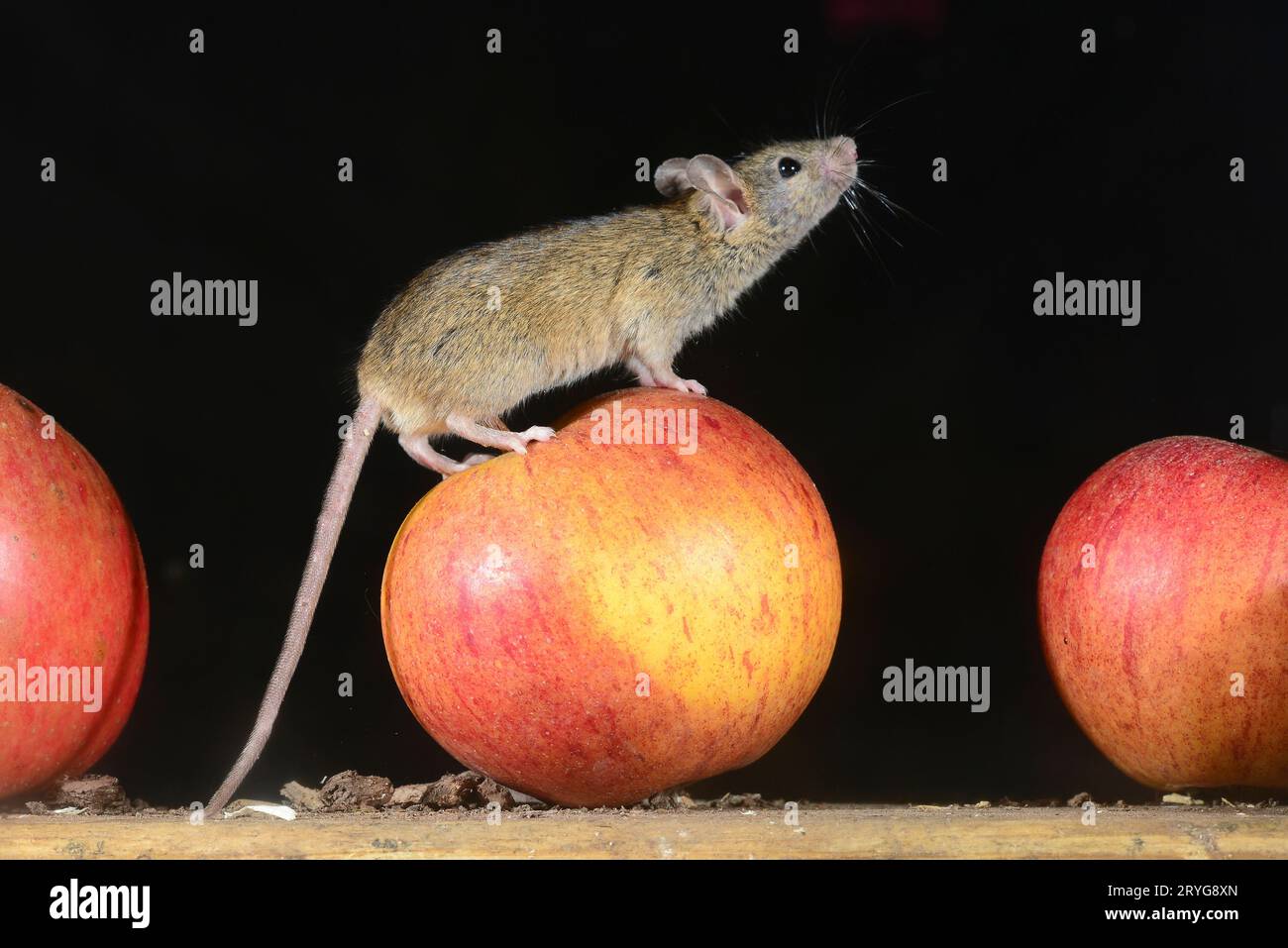 House mouse mus domesticus on eating apple Stock Photo - Alamy