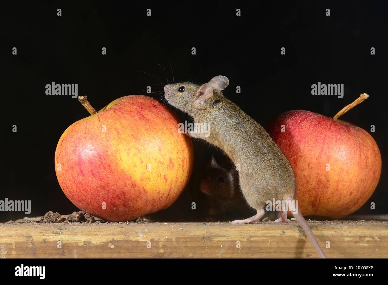 Mouse eating apple hi-res stock photography and images - Alamy