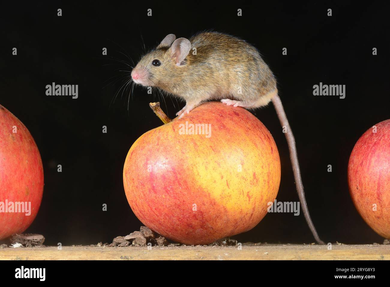 Mouse eating apple hi-res stock photography and images - Alamy