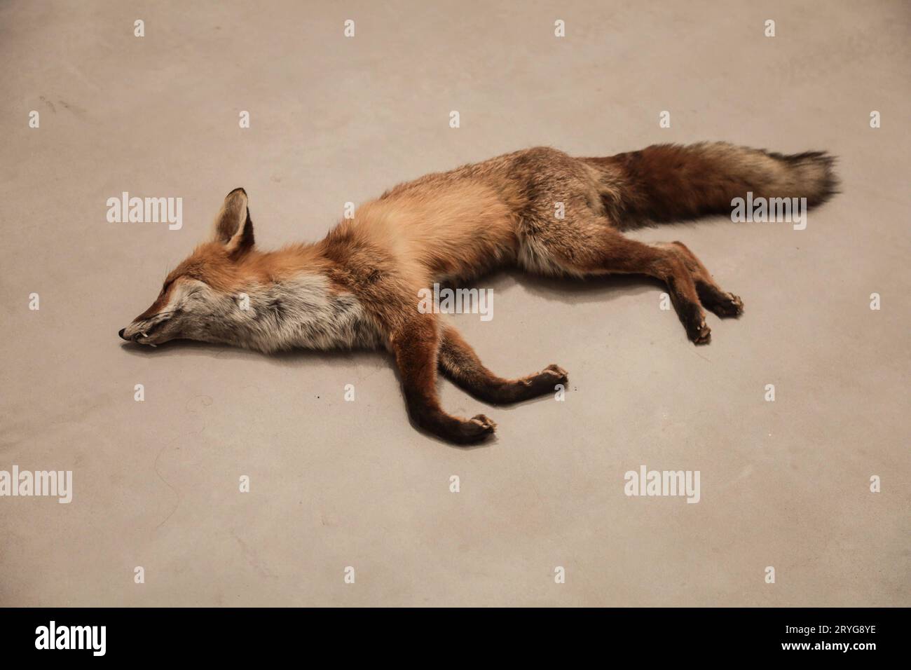 Fuchs kunst hi-res stock photography and images - Alamy