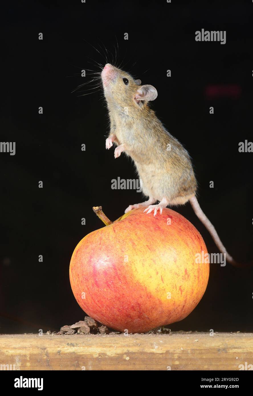House mouse mus domesticus on eating apple Stock Photo - Alamy