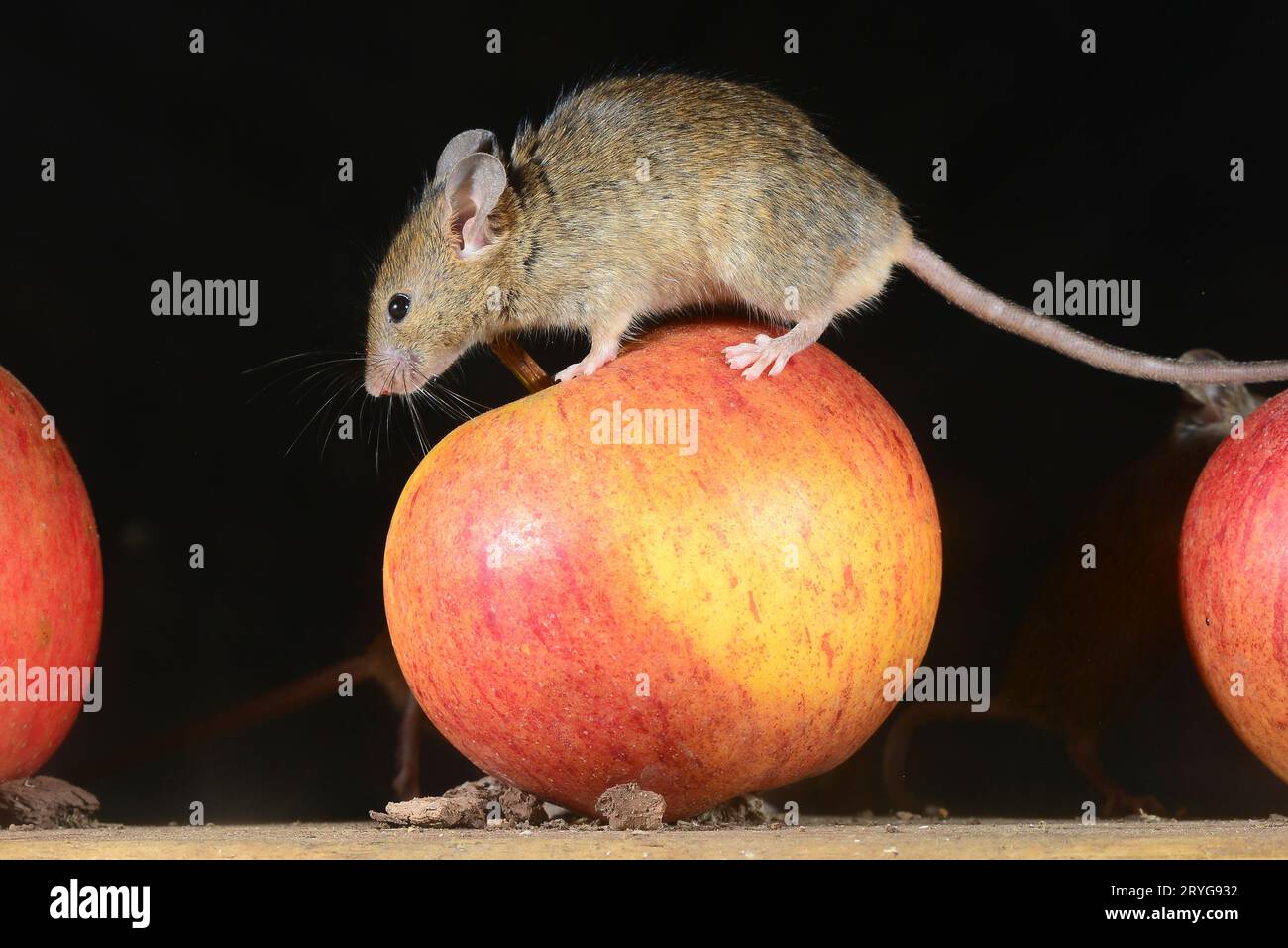 House mouse image hi-res stock photography and images - Alamy