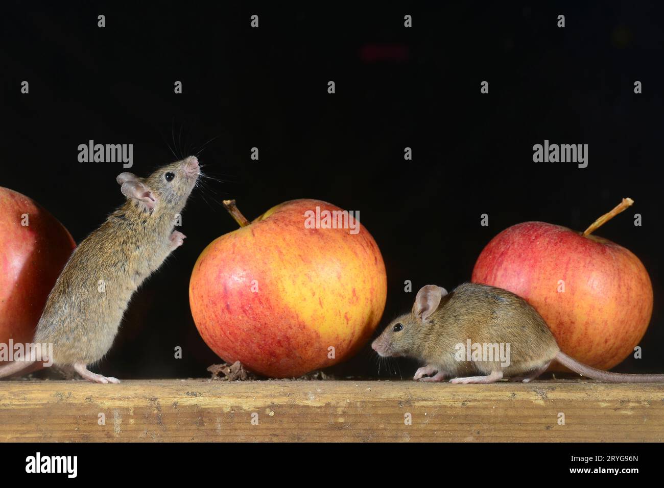 Wild mice eating hi-res stock photography and images - Alamy