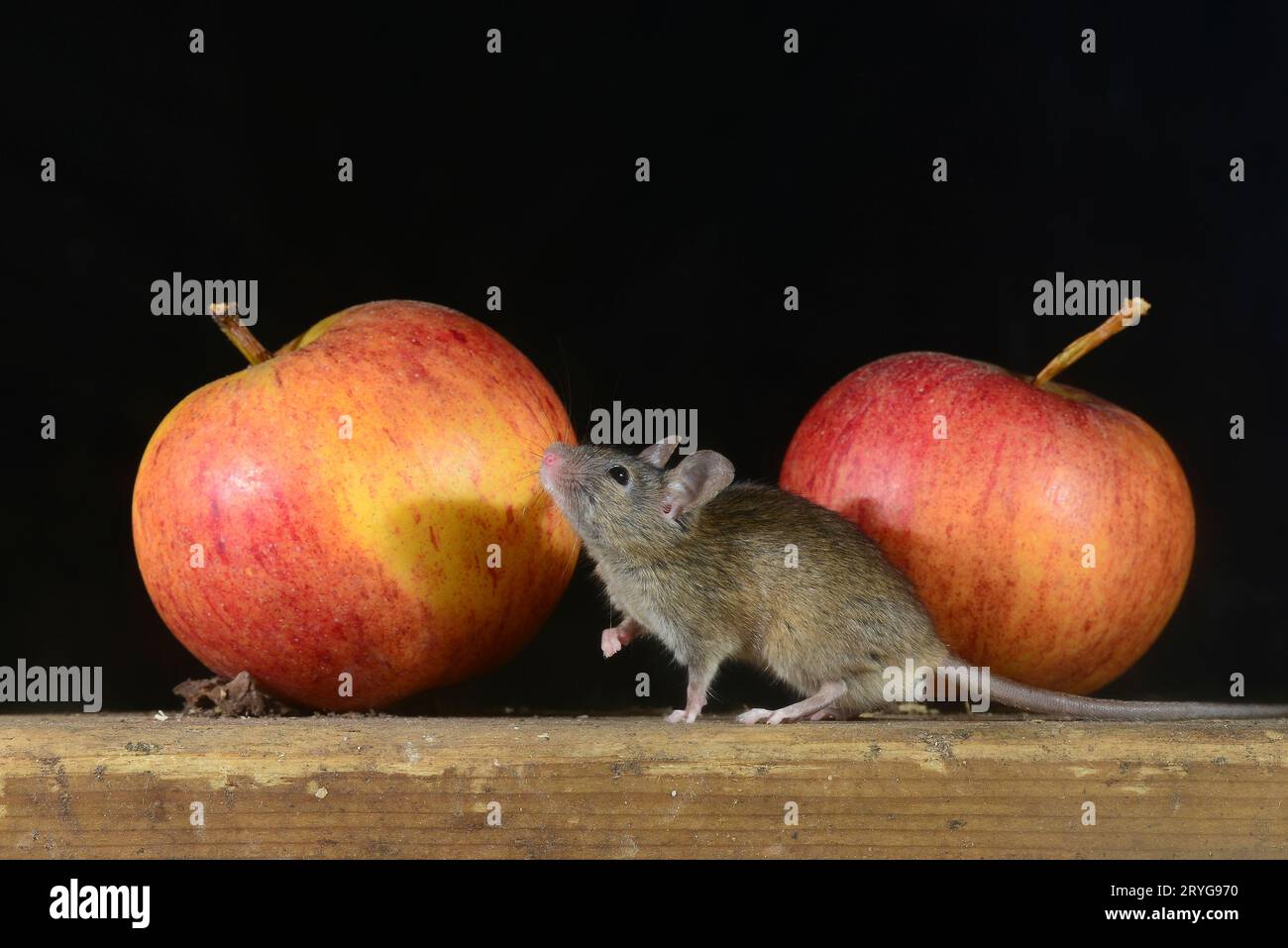 House mouse mus domesticus on eating apple Stock Photo - Alamy
