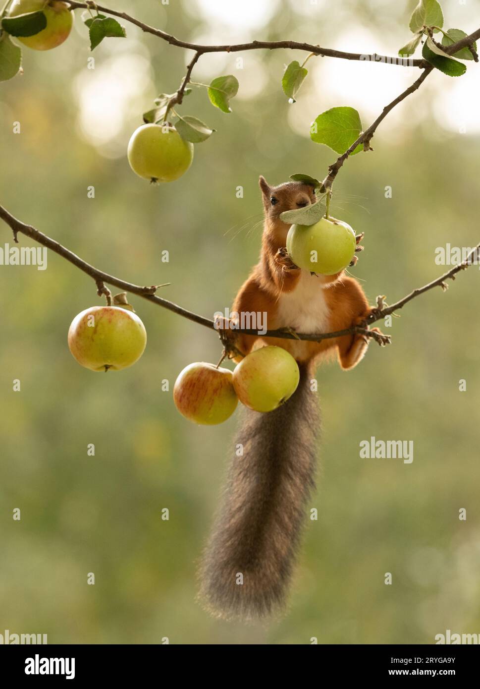 Red squirrel is eating an apple hi-res stock photography and images - Alamy