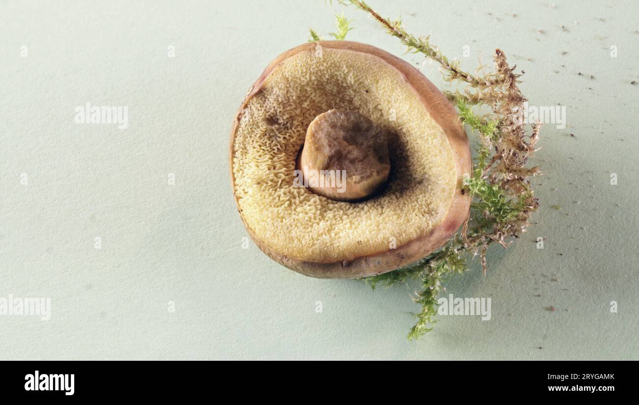 Pilzkappe ganz nah Stock Photo - Alamy