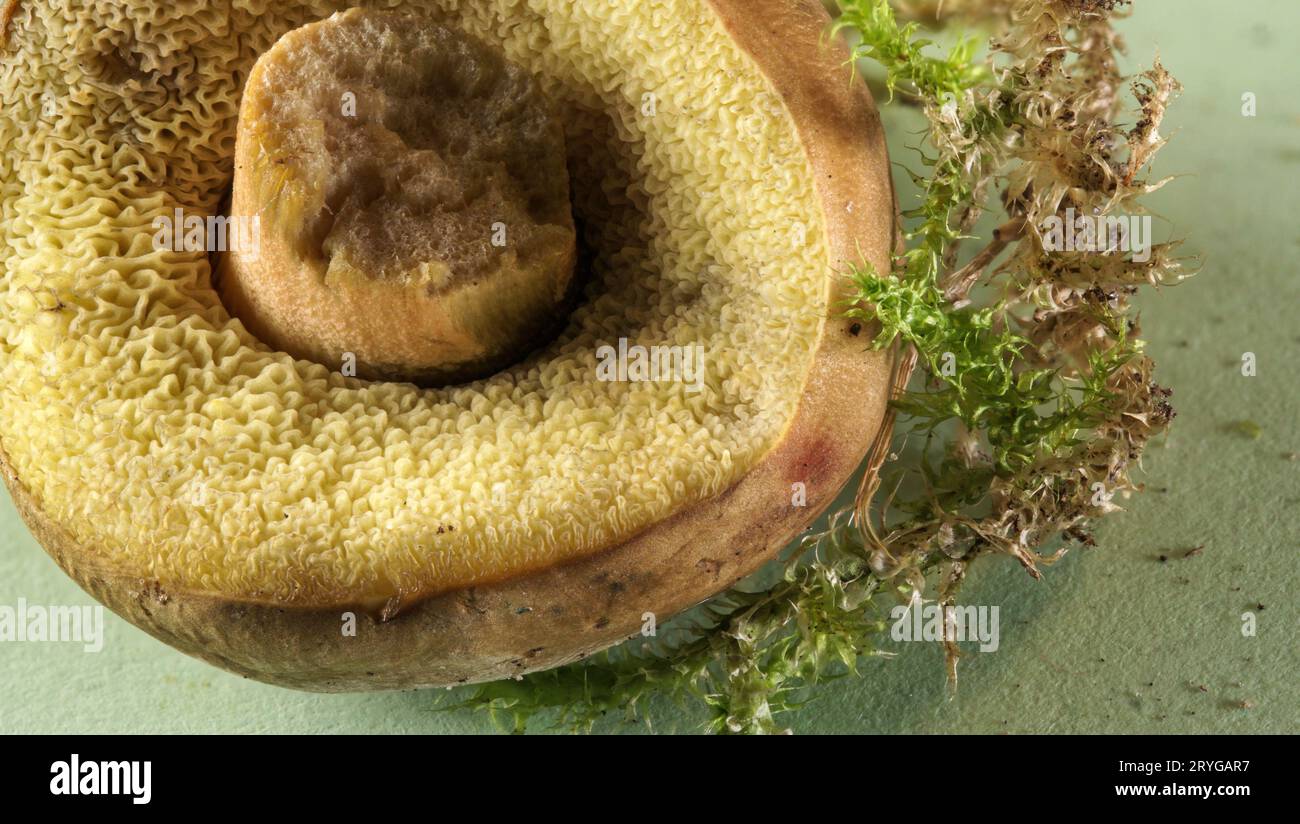 Pilzkappe ganz nah Stock Photo - Alamy