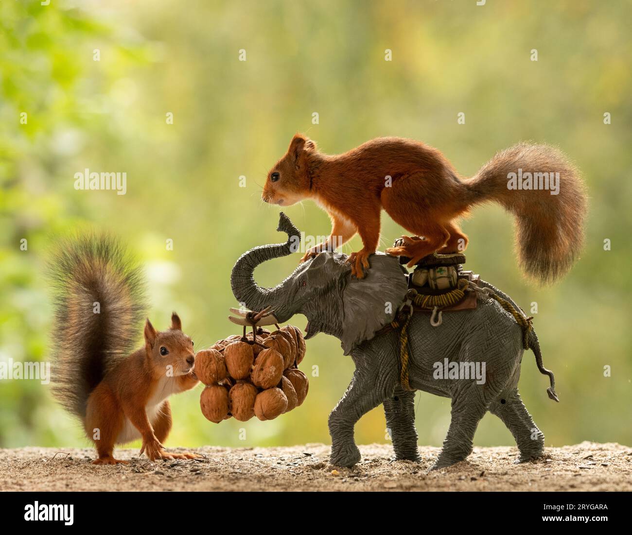 Elephant nut hi-res stock photography and images - Alamy